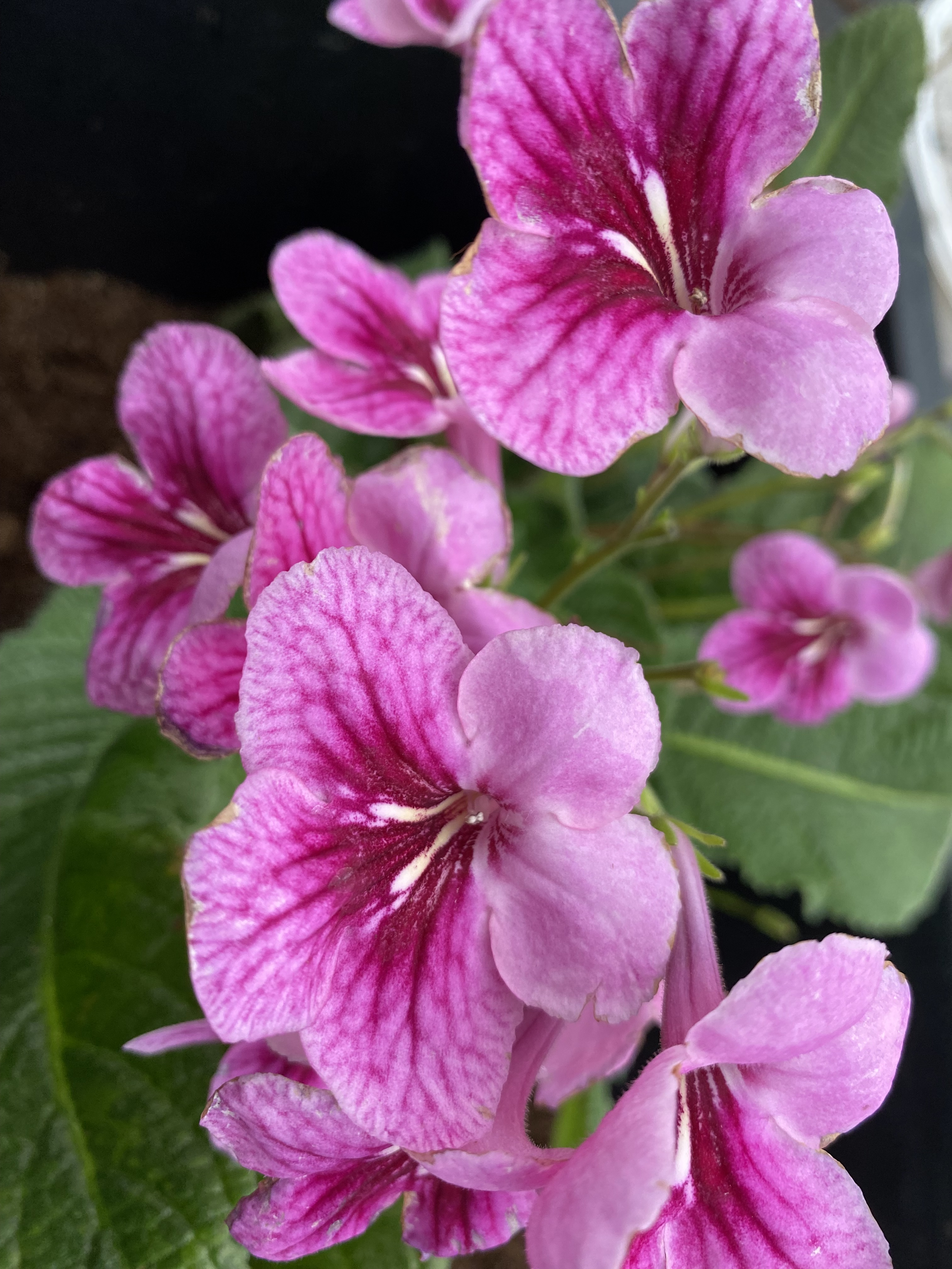 Streptocarpus (tořivka) růžová s fialovo - 027A | E-shop ...